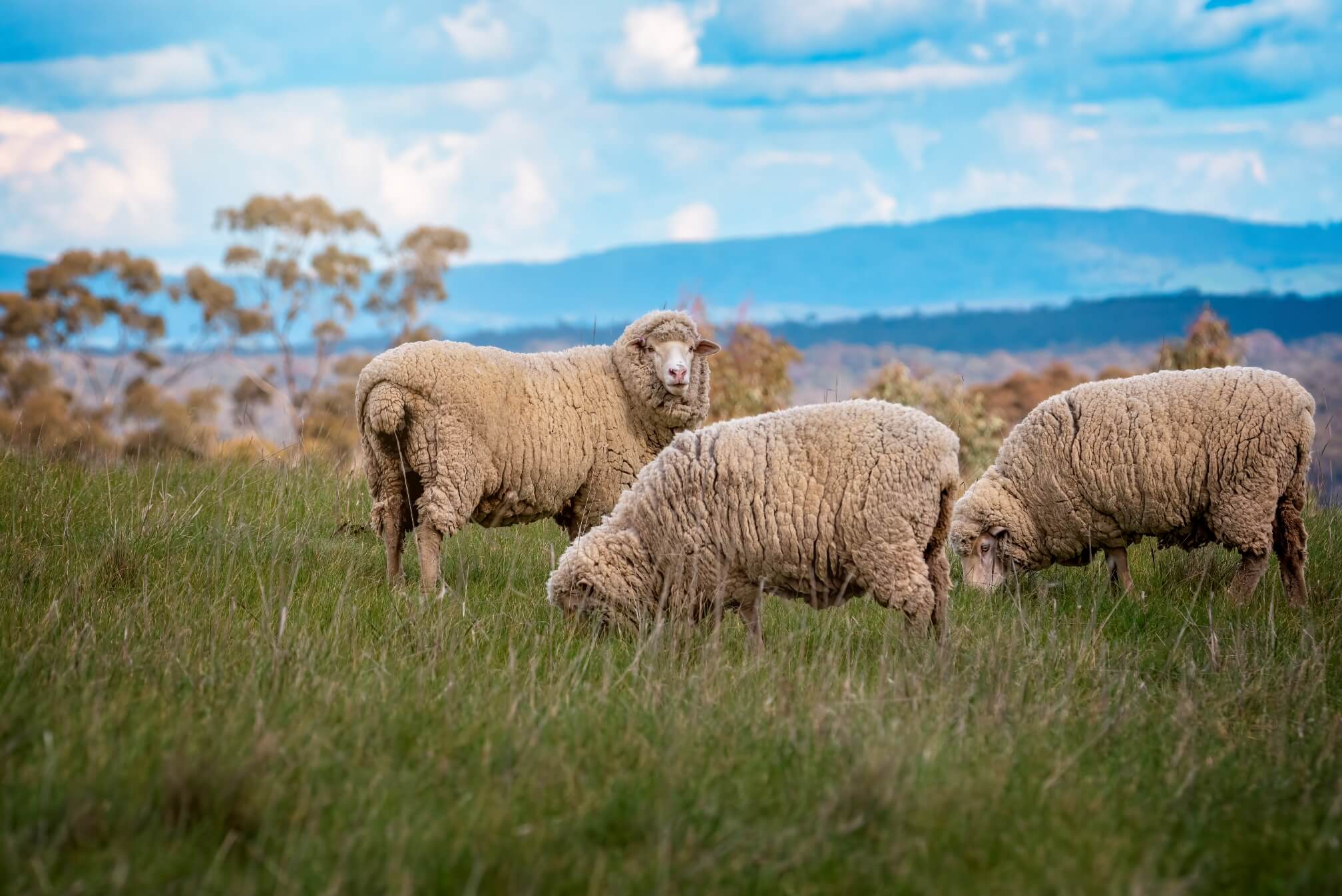 AASF COMMUNITY OF PRACTICE - AASF