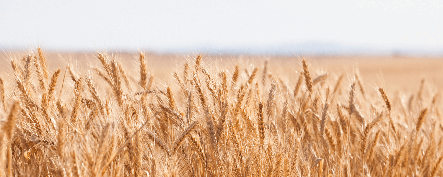 Latest News and Events - AASF