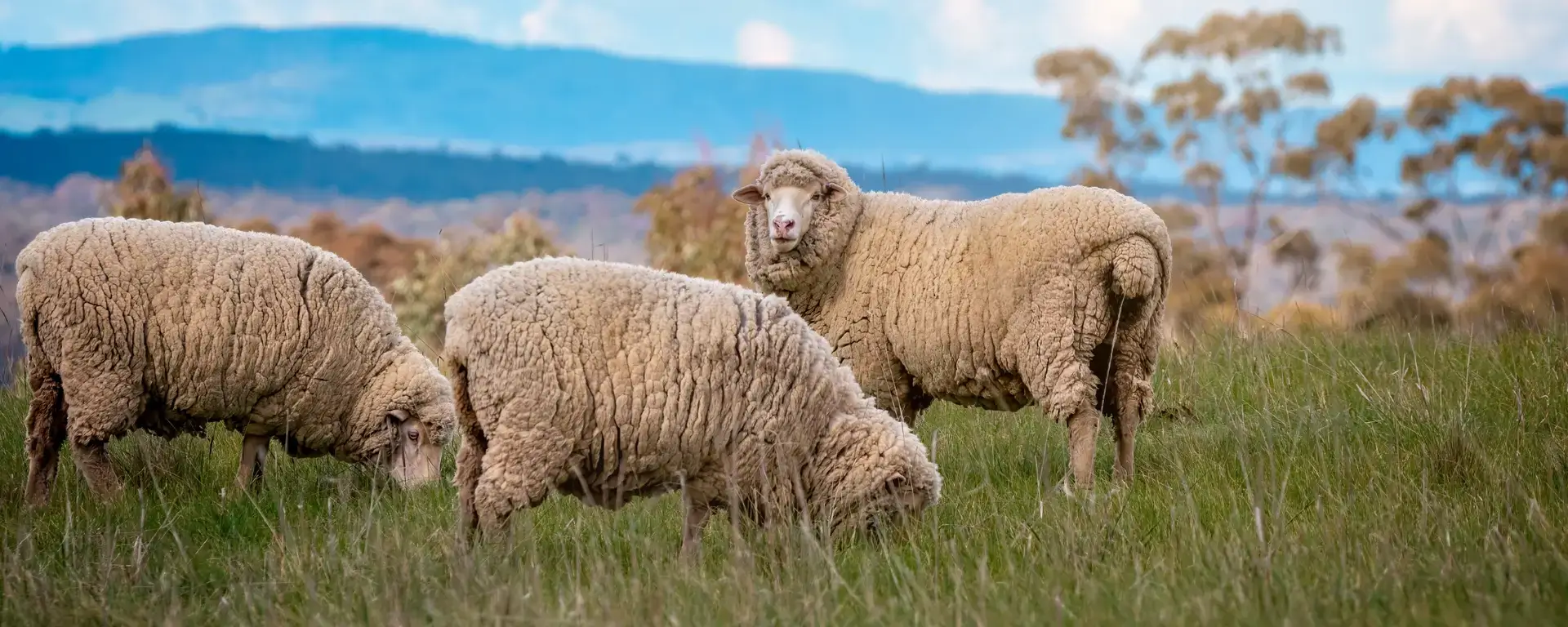 Community of Practice - AASF