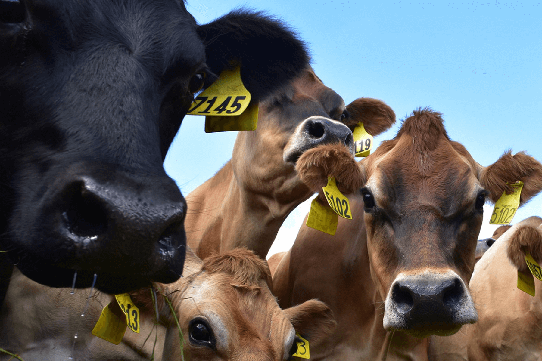 Murray Darling Dairy Industry announces 2025 Strategic Plan - AASF