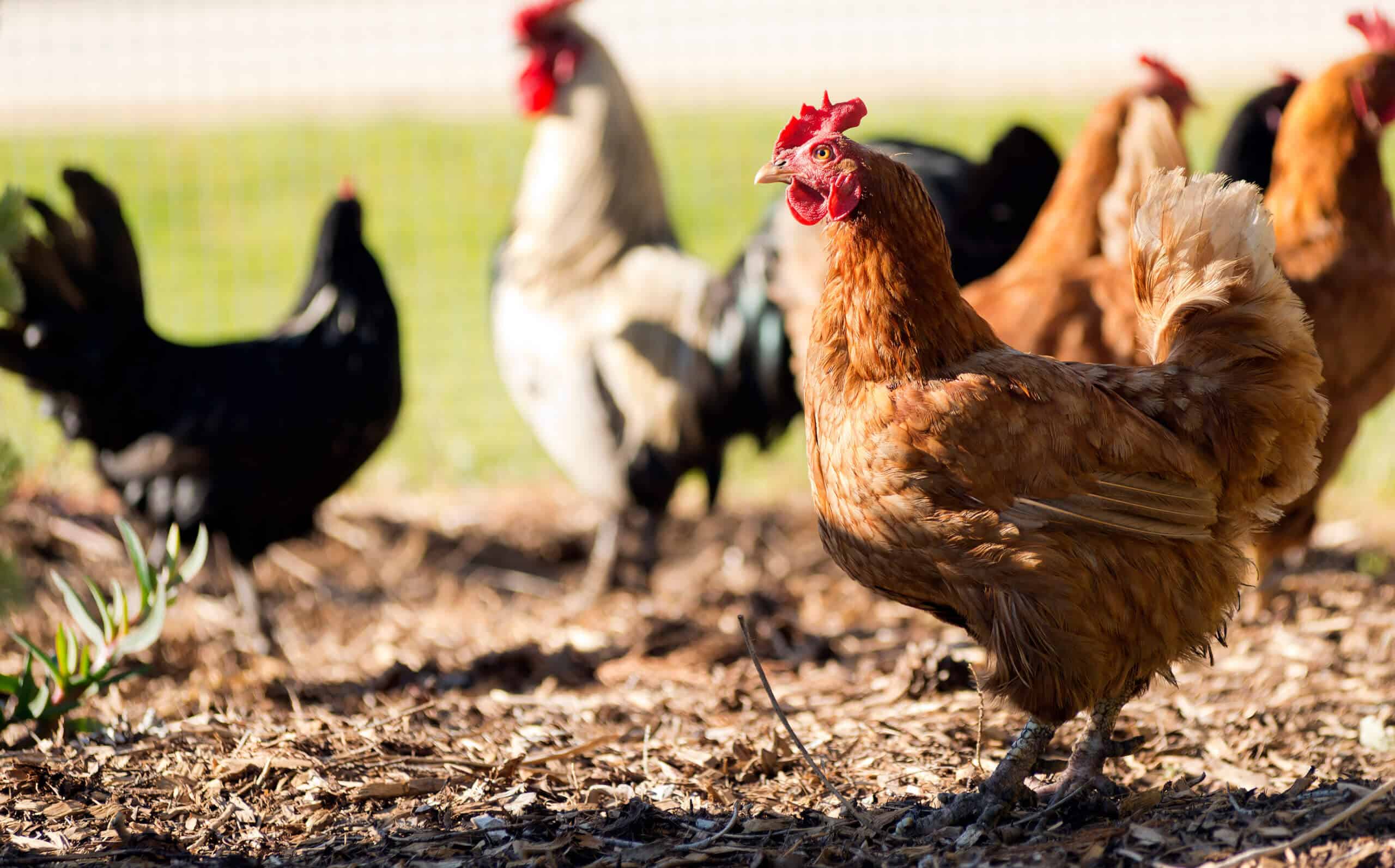 RSPCA Approved Farming Scheme improving the lives of Australia’s farmed ...