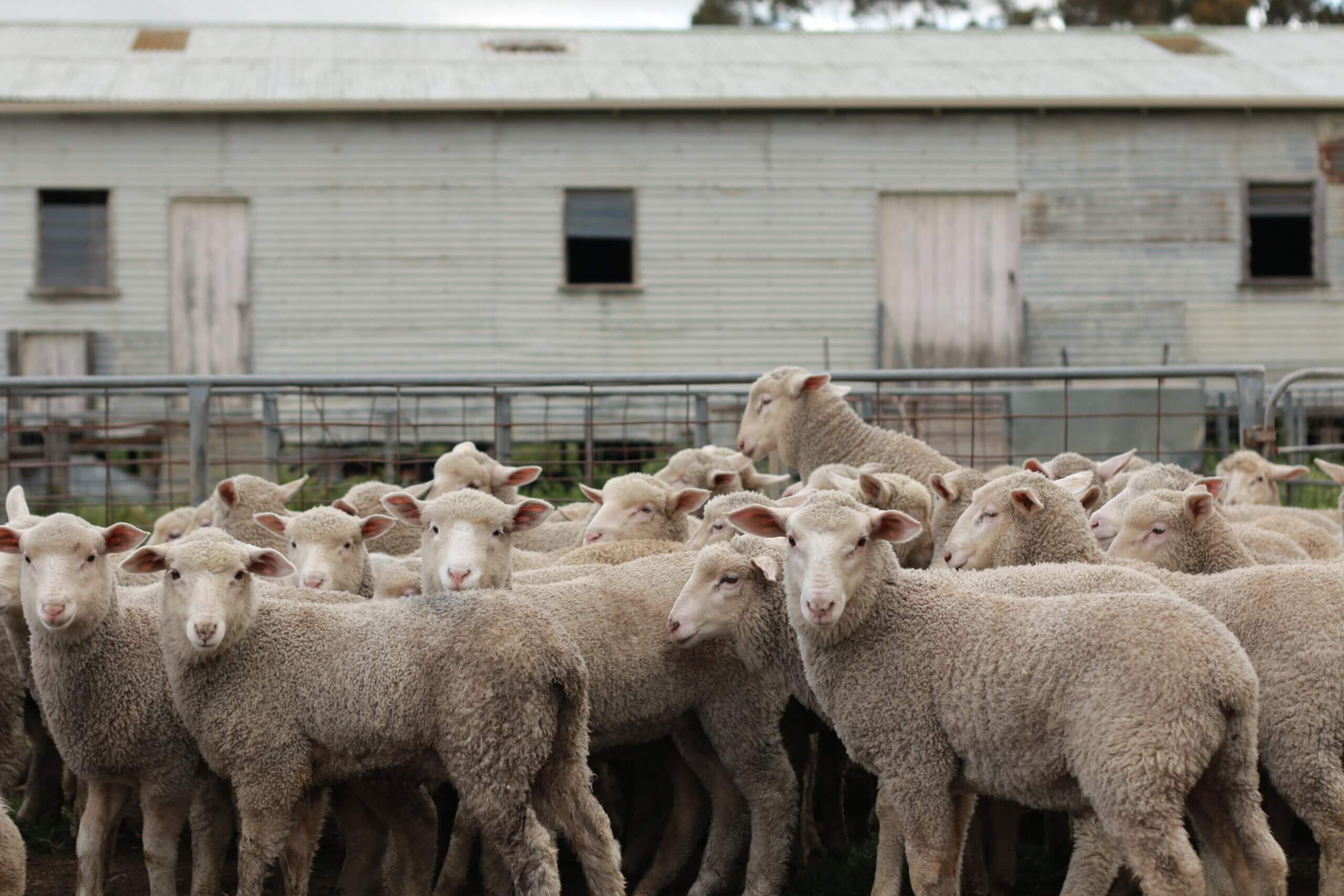 Sheep Sustainability Framework launches next Strategic Plan - AASF